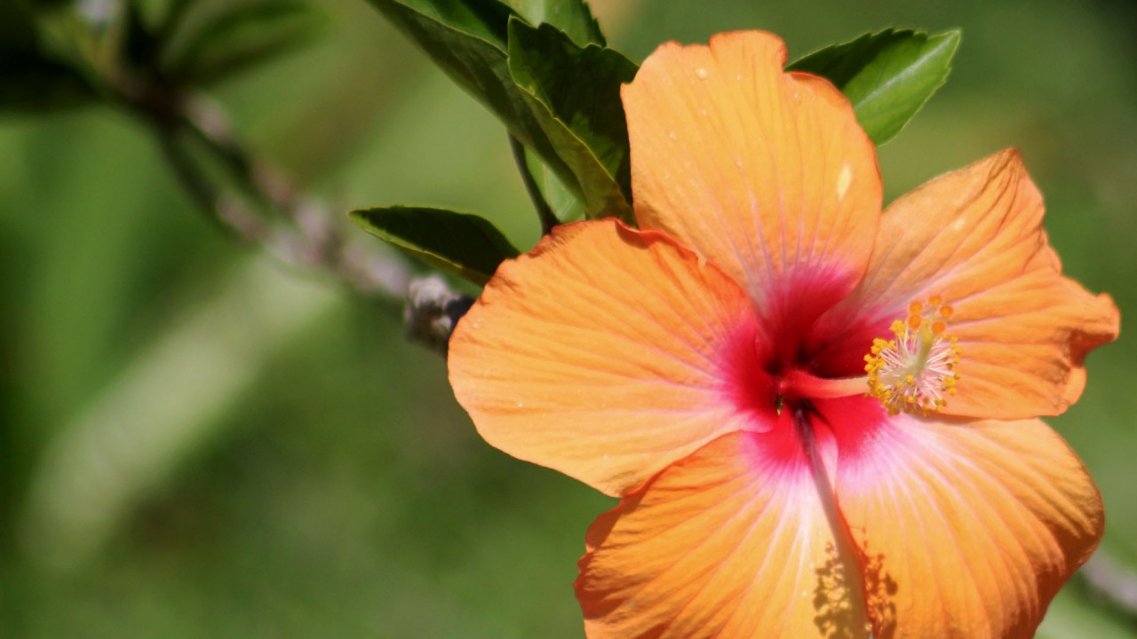 Hibiscus flower