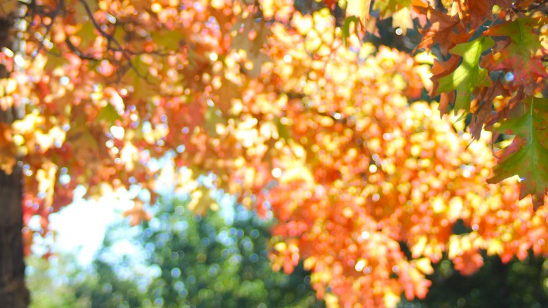 Glorious Fall