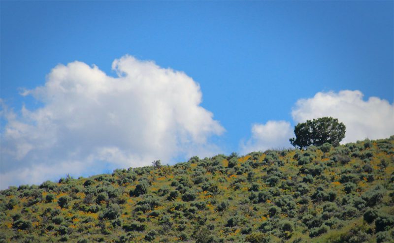 Spring in the high desert